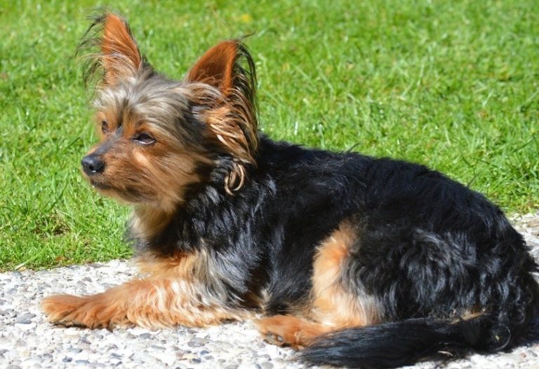 20 Best Companion Dog Breeds (With Info & Pictures) | Hepper Pet Resources