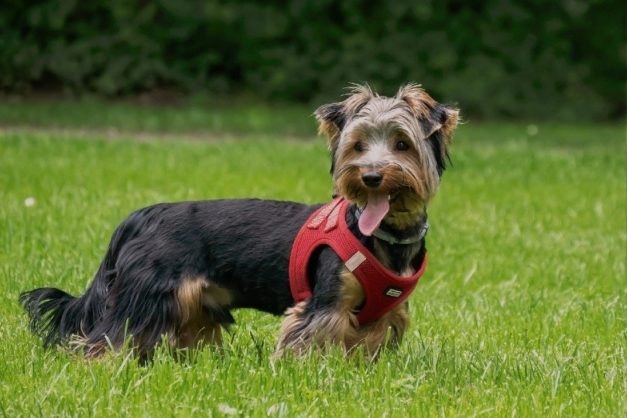 What Were Yorkies Bred For? History & Origins Explained | Hepper Pet ...