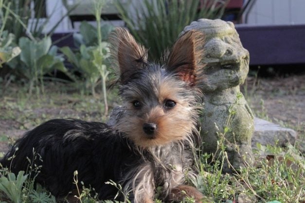 Yorkshire Terrier Dog Breed: Info, Pictures, Traits & Facts | Hepper ...
