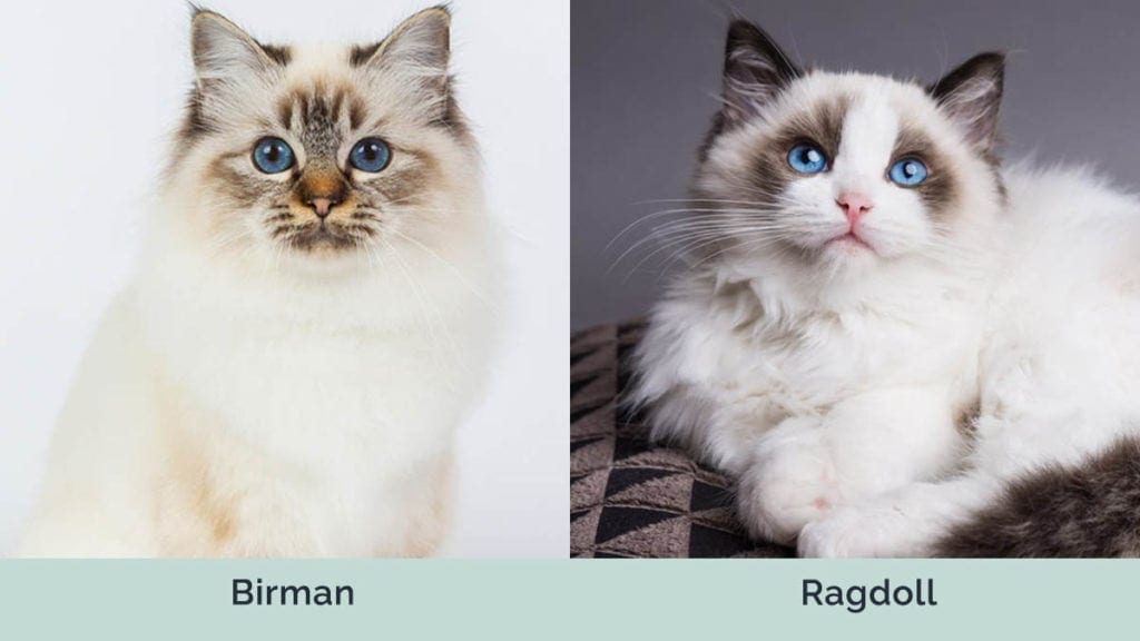 Birman vs Ragdoll Cats: The Differences (With Pictures) | Hepper Pet ...
