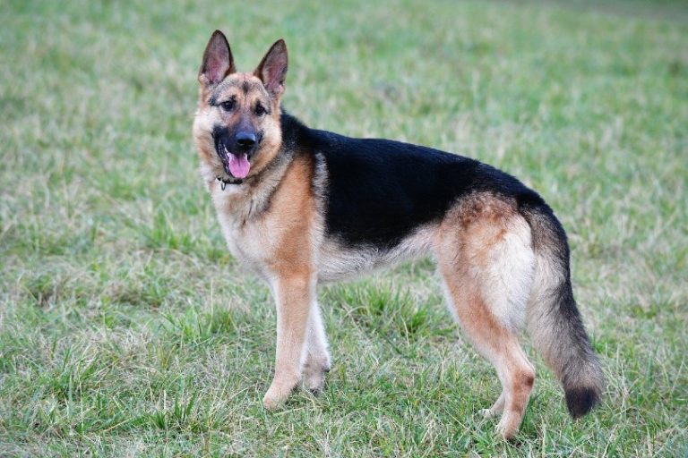 3 Common Vet-Reviewed German Shepherd Tail Problems You Should Know ...