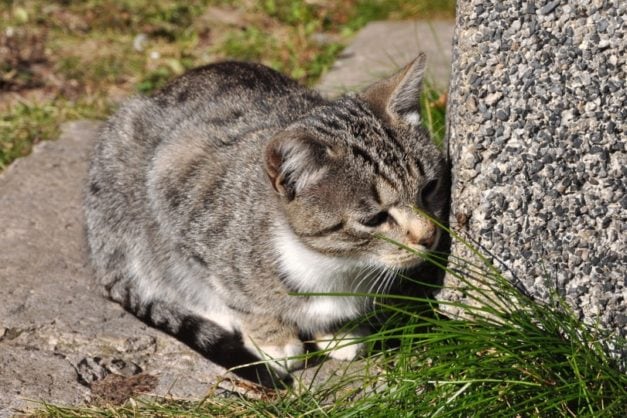 Why Is Your Cat Suddenly Sniffing Everything: 5 Vet-Approved Reasons ...