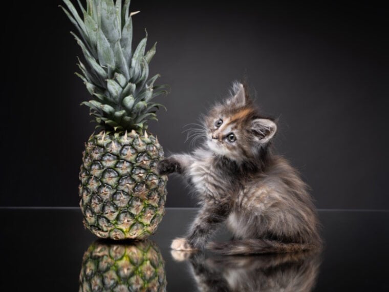 280+ Cat Names That Start With B For Your Beautiful Kitty | Hepper Pet ...