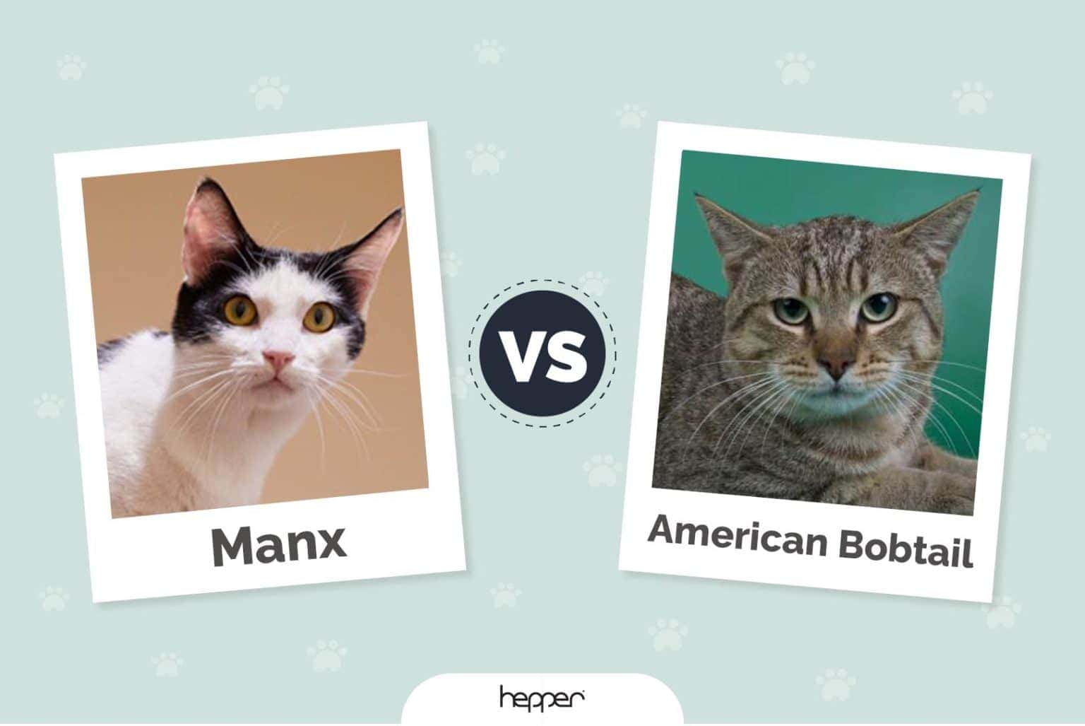 Manx Cat Breed: Info, Pictures Personality, Facts & Care | Hepper Pet ...
