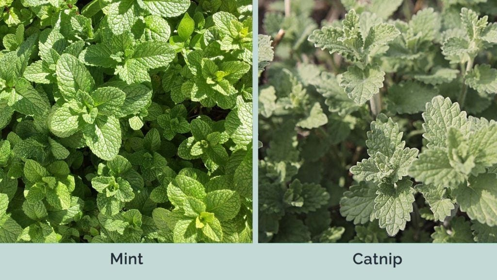 Can Cats Eat Mint? Vet Reviewed Nutrition Facts & FAQ | Hepper Pet ...