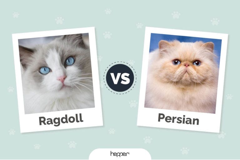 Ragdoll vs Persian Cats: The Differences (With Pictures) | Hepper Pet ...