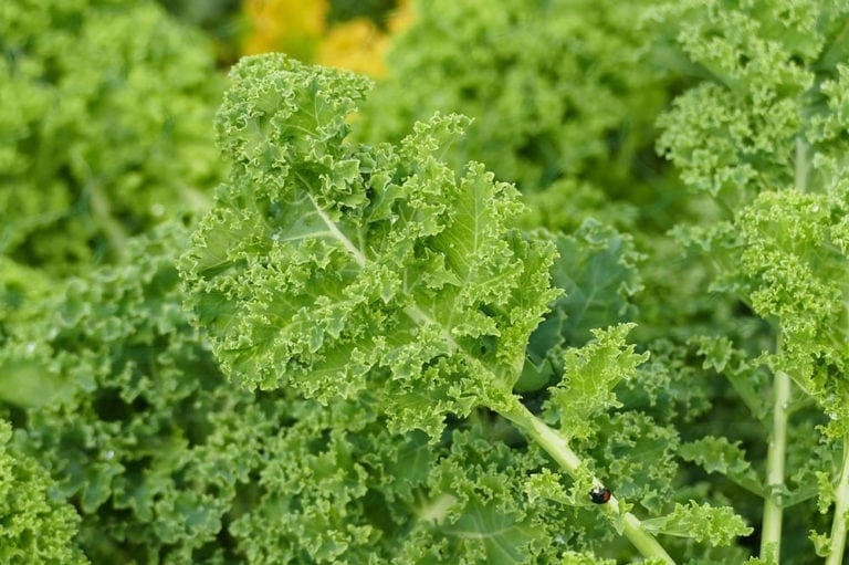 Can Dogs Eat Kale? Vet Approved Facts & FAQ | Hepper Pet Resources