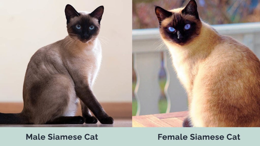 Male vs. Female Siamese Cats: The Differences (With Pictures) | Hepper ...