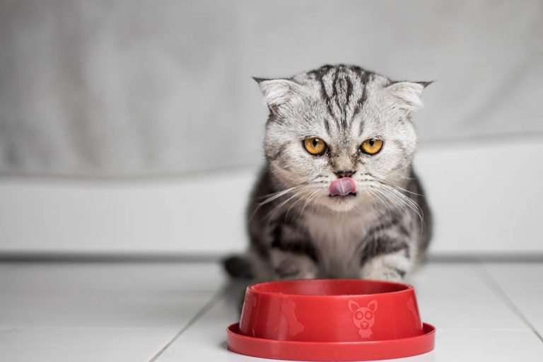 British Shorthair vs Scottish Fold Cats: The Differences (With Pictures ...