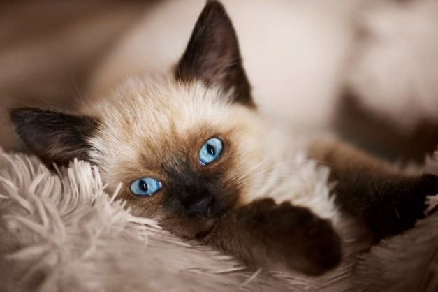 11 Different Cat Eye Colors (With Pictures) | Hepper Pet Resources