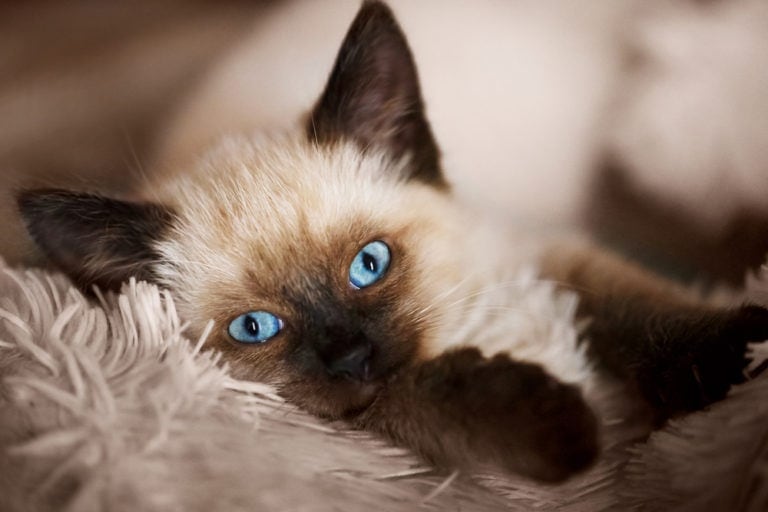 11 Different Cat Eye Colors (With Pictures) | Hepper Pet Resources