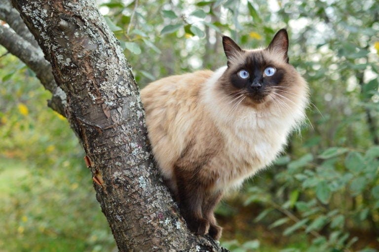 How To Get a Cat Out of a Tree: 8 Possible Ways | Hepper Pet Resources