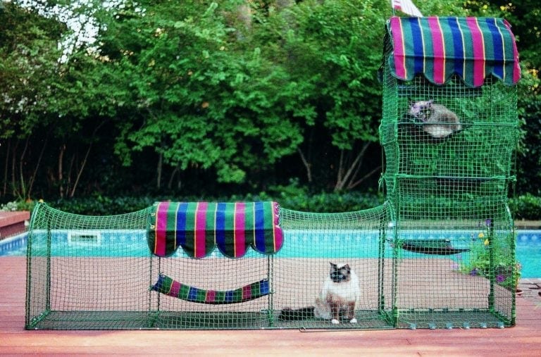 What Is a Catio? Benefits, Types & FAQ | Hepper Pet Resources