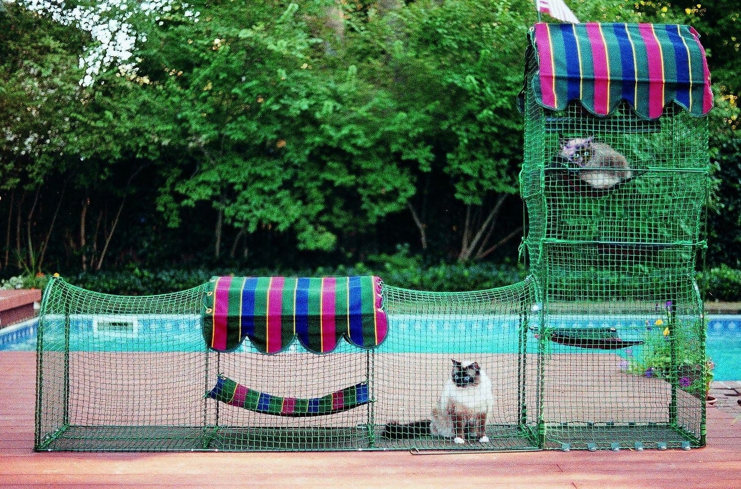 What Is a Catio? Benefits, Types & FAQ | Hepper Pet Resources