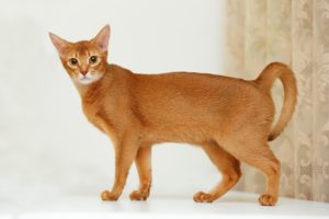10 Orange Cat Breeds: An Overview (With Info & Pictures) | Hepper Pet ...