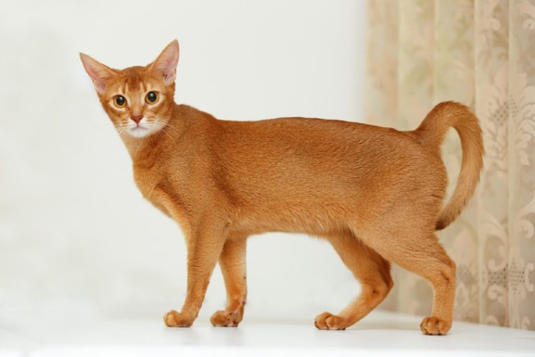 15 Fastest Cats in the World & Their Achievements (Updated in 2025 ...