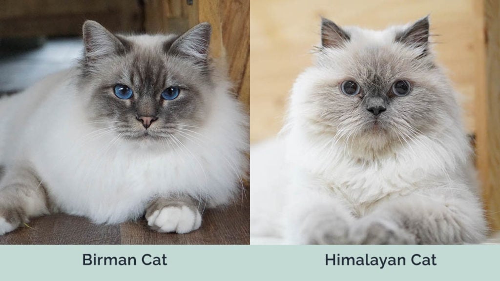 Birman Cat vs Himalayan Cat: Pictures, Differences & What to Choose ...