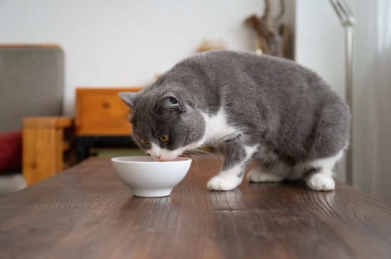 Why Is My Cat Shaking? 6 Vet-Approved Causes & FAQ | Hepper Pet Resources