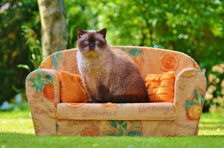 65 German Cat Names: Our Top Picks for Your Cat (With Meanings ...