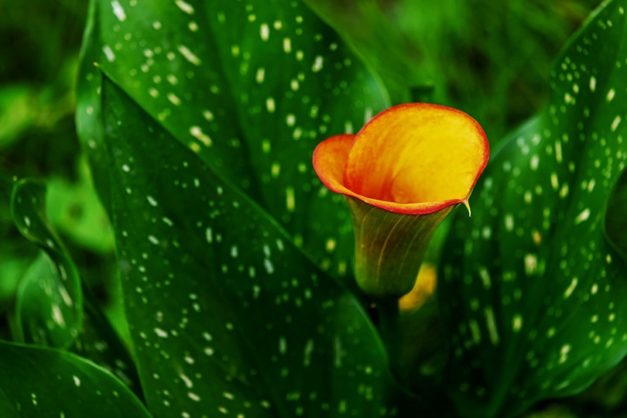 Are Calla Lilies Poisonous to Cats? (Vet Answer) | Hepper Pet Resources
