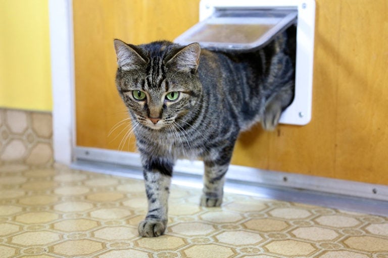 14 DIY Cat Door Plans You Can Make Today (With Pictures) | Hepper Pet ...