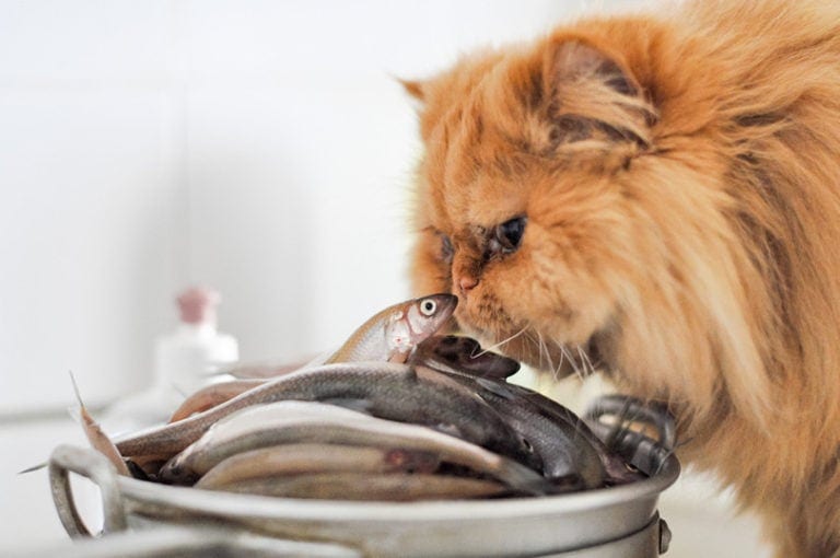 Why Do Cats Like Fish? Feline Facts & FAQs | Hepper Pet Resources