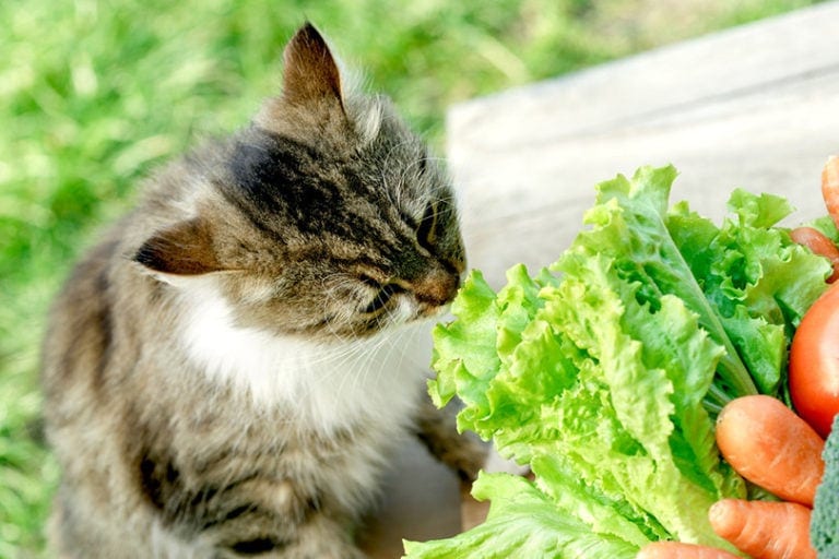 225+ Food Names For Cats: Ideas For Fresh & Sweet Felines | Hepper Pet ...