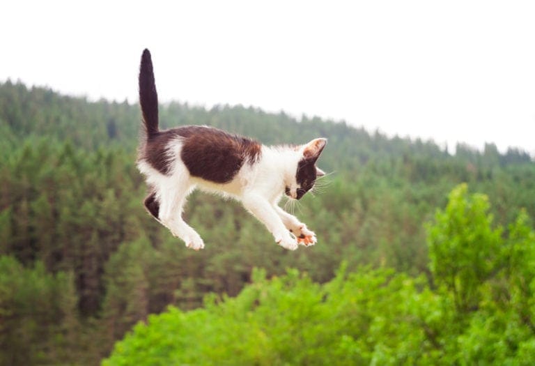 How Far Can Cats Fall Without Hurting Themselves? Vet-Reviewed Facts ...