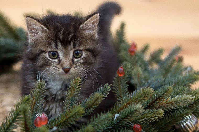 Can Cats Eat Pine Needles? Vet-Approved Safety Facts & FAQ | Hepper Pet ...