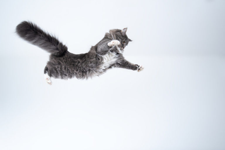 How Far Can Cats Fall Without Hurting Themselves? Vet-Reviewed Facts ...