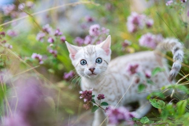 150 Spanish Cat Names: Our Top Picks for Your Cat (with Meanings ...