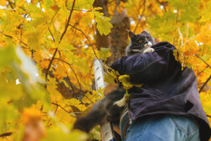 How To Get a Cat Out of a Tree: 8 Possible Ways | Hepper Pet Resources