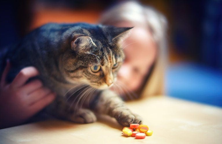 Do Cats Like Sweet Things & Can They Taste It? Vet-Approved Facts ...