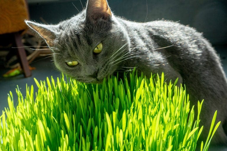6 Types of Cat Grass: Benefits & How to Grow Them | Hepper Pet Resources