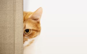 24 DIY Cardboard Cat House Plans You Can Build Today (With Pictures ...