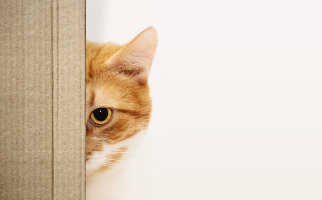 24 DIY Cardboard Cat House Plans You Can Build Today (With Pictures ...