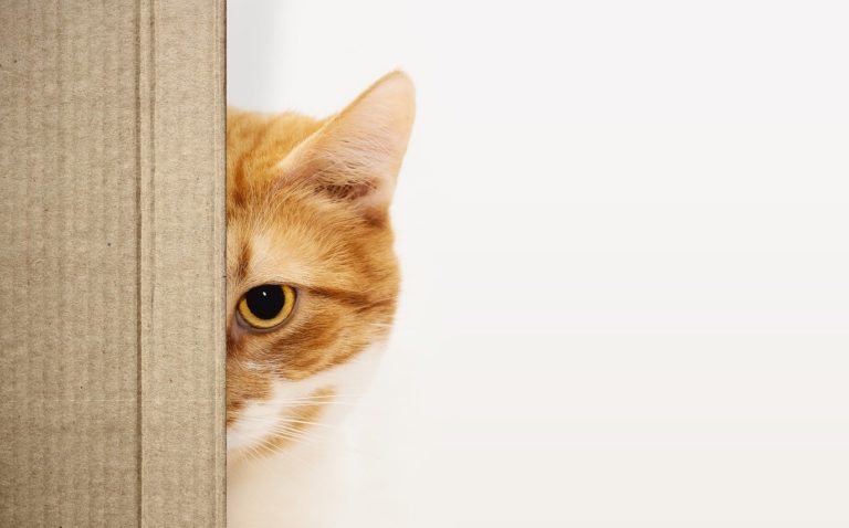 24 DIY Cardboard Cat House Plans You Can Build Today (With Pictures ...