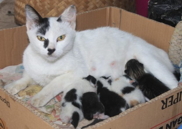 How Do Cats Give Birth? Vet-Verified Explanation | Hepper Pet Resources