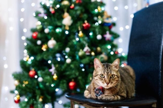 How to Dog-Proof a Christmas Tree: 13 Vet-Approved Tips & Tricks ...