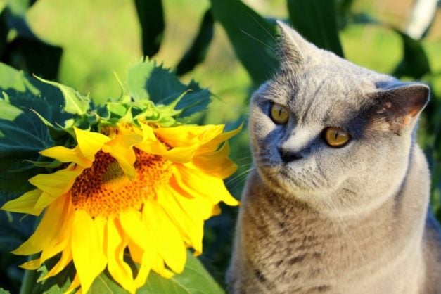 Can Cats Eat Sunflower Seeds? Vet-Verified Facts & Safety Guide ...