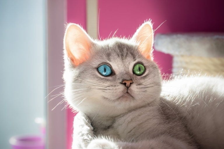 180+ Korean Names For Cats: Our Top Picks For Your Cute Cat | Hepper ...