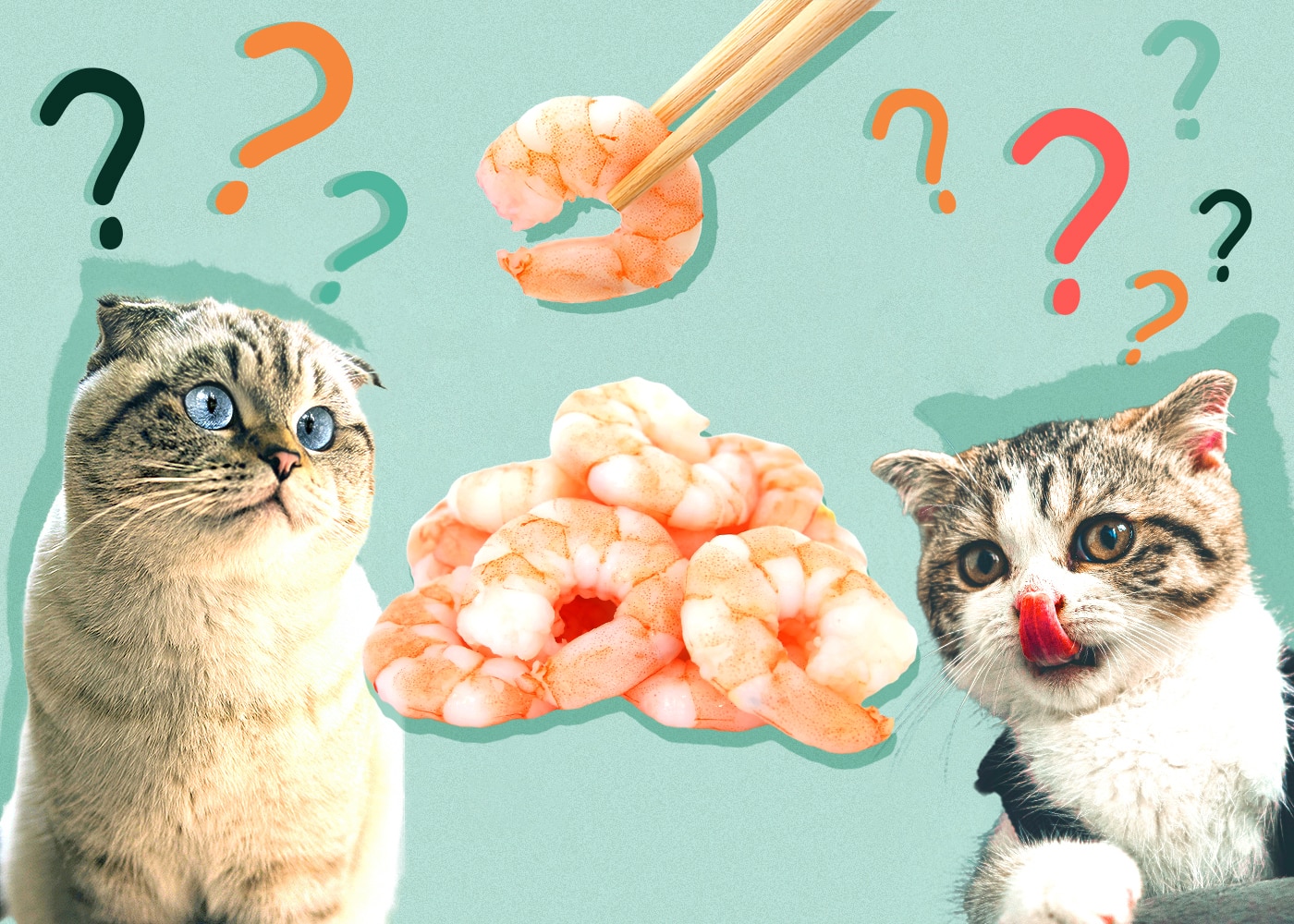 Can Cats Eat Shrimp? Vet-Reviewed Nutrition Facts & FAQ | Hepper Pet ...
