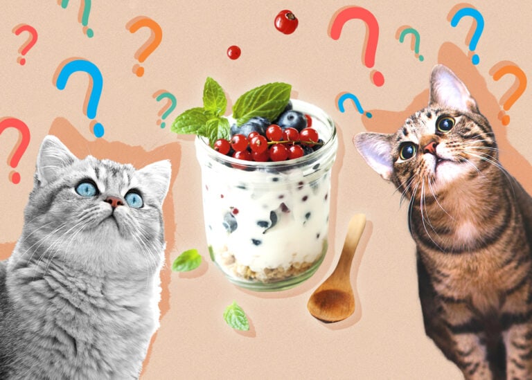 Can Cats Eat Greek Yogurt? Vet Approved Facts & Safety Guide | Hepper ...