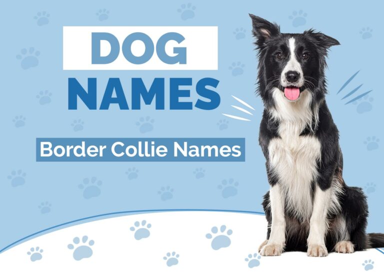 200+ Scottish Dog Names: Gaelic, Unique, Cute & Fun Ideas | Hepper Pet ...