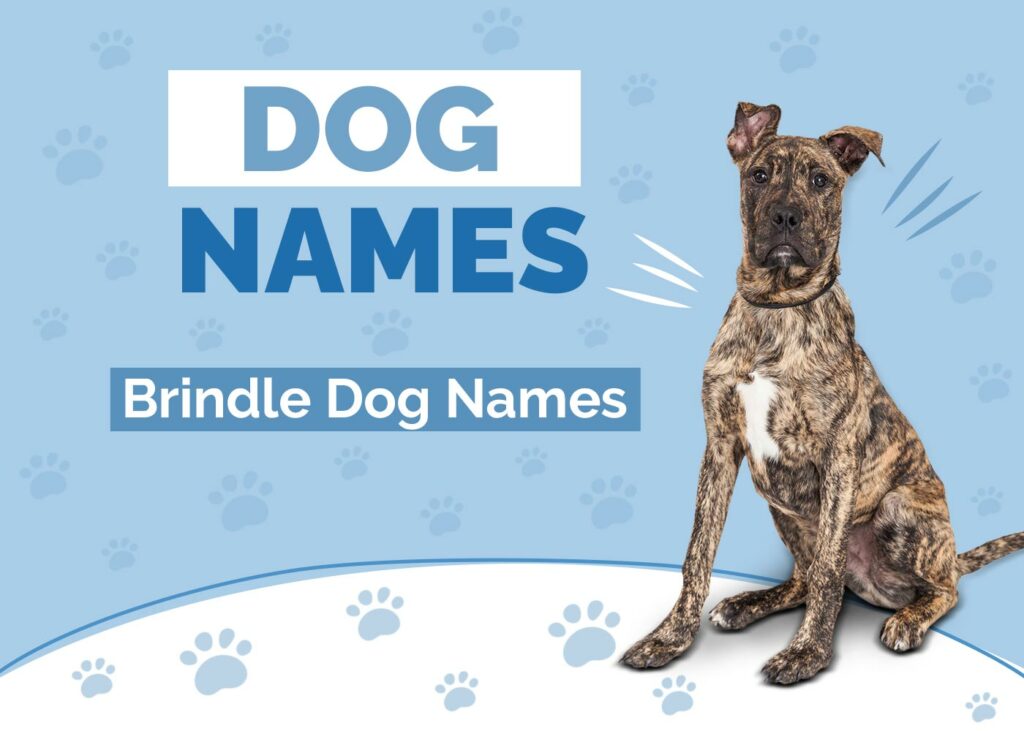 100 Brindle Dog Names Ideas For Your Striped Multi Tonal Pet 100-brindle-dog-names-ideas-for-your-striped-multi-tonal-pet