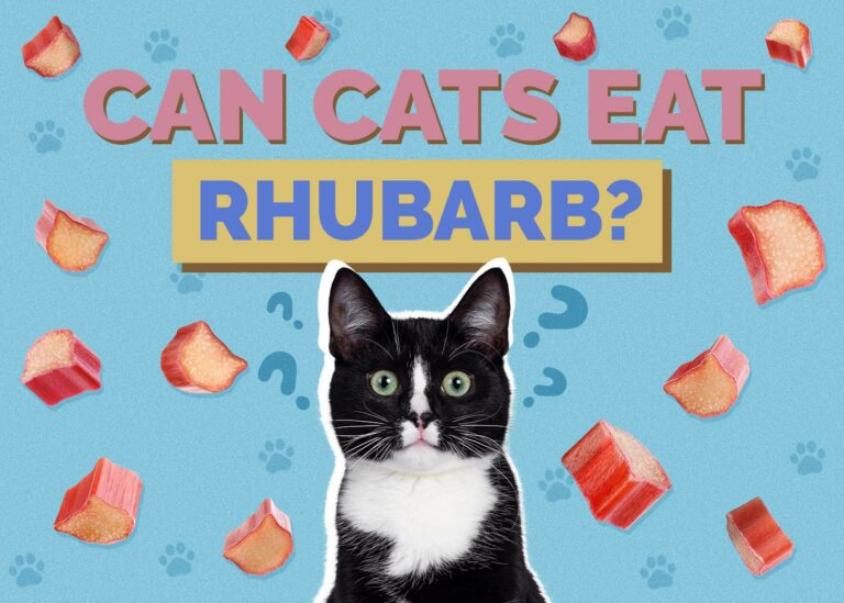 Can Dogs Have Rhubarb? Vet-Reviewed Facts & Safety Guide | Hepper Pet ...