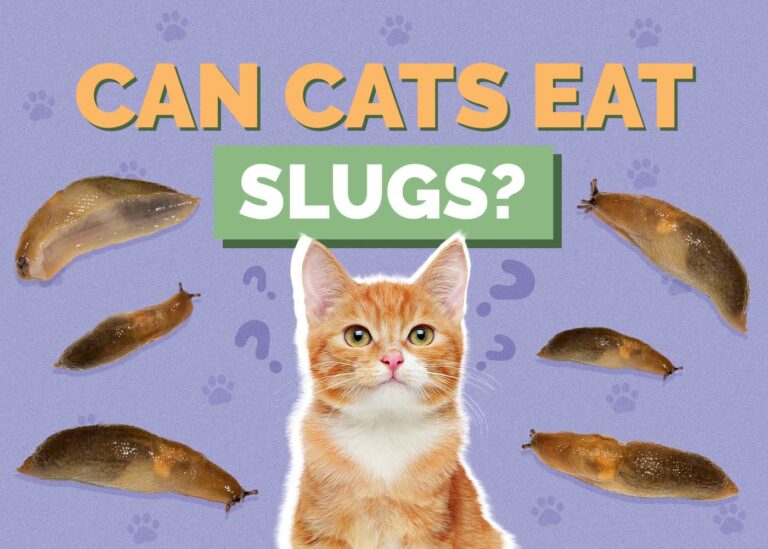 Can Cats Eat Stink Bugs? Vet-Verified Facts & Safety Guide | Hepper Pet ...