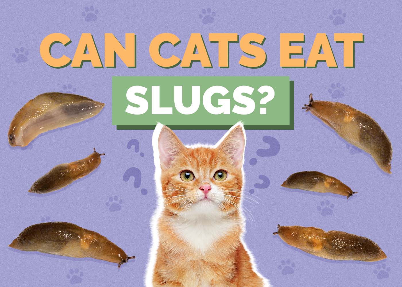 Can Cats Eat Slugs? Nutrition Facts & Safety Guide | Hepper Pet Resources