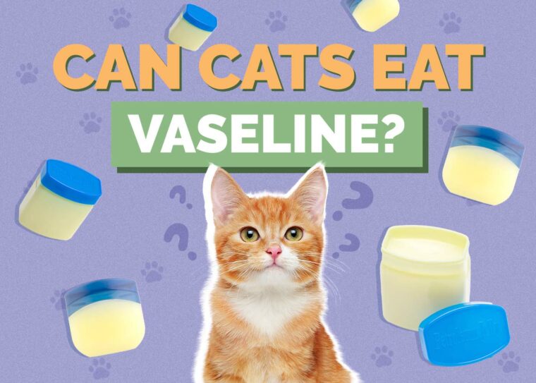 Can Cats Eat Vaseline? Vet-Reviewed Health & Safety Facts | Hepper Pet ...