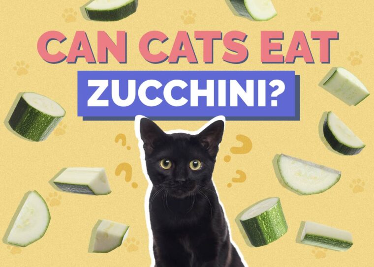 Can Dogs Eat Zucchinis? Vet Approved Tips & FAQs | Hepper Pet Resources